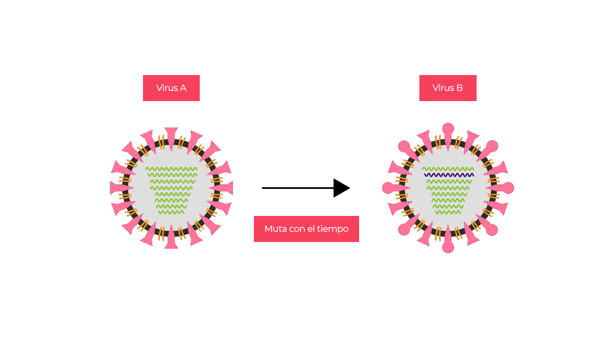 ¿Qué es la mutación viral, cómo mutan los virus y en qué afecta a las vacunas? | Pfizer España