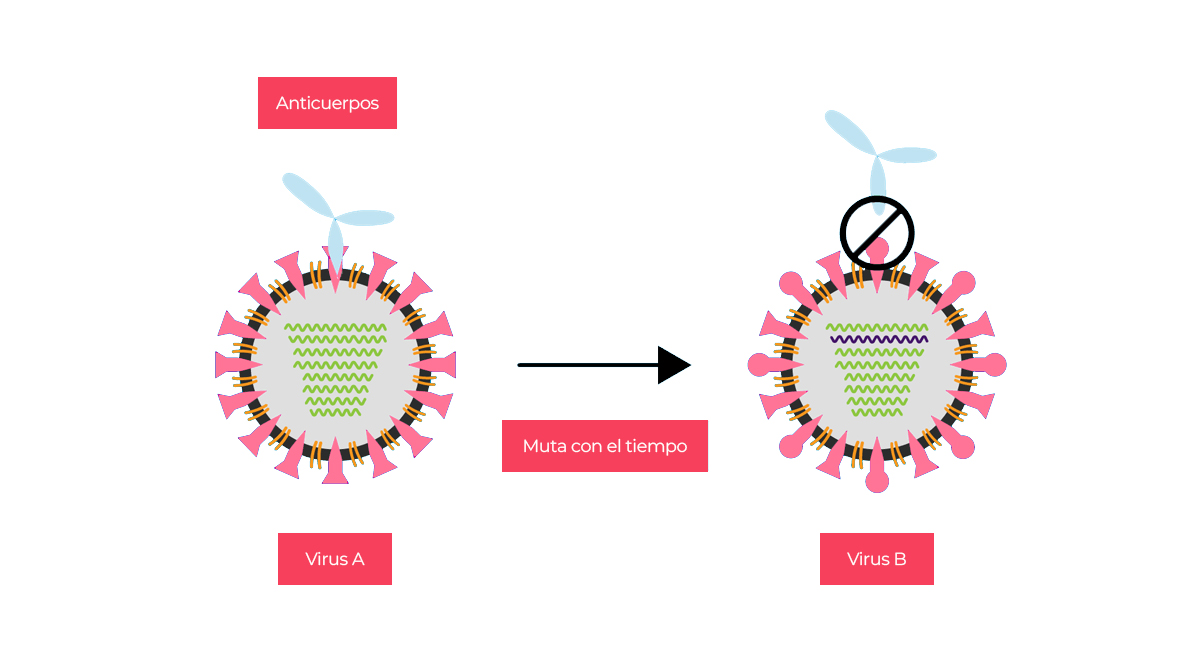 ¿Qué es la mutación viral, cómo mutan los virus y en qué afecta a las ...