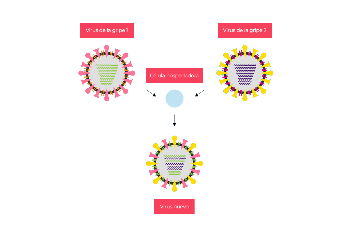 ¿Qué es la mutación viral, cómo mutan los virus y en qué afecta a las vacunas? | Pfizer España